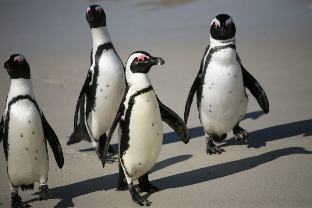 £50 Penguin Adoptions (Each) - Skegness Natureland