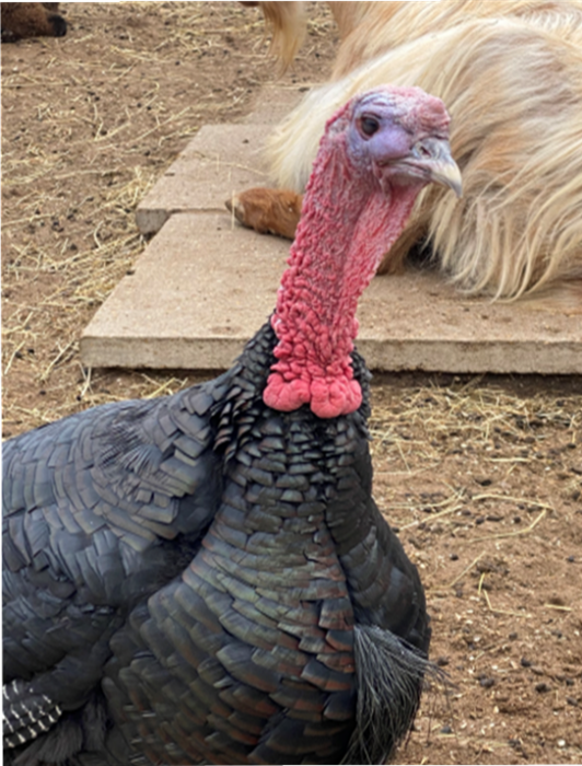 £25 Turkey Adoptions - Skegness Natureland